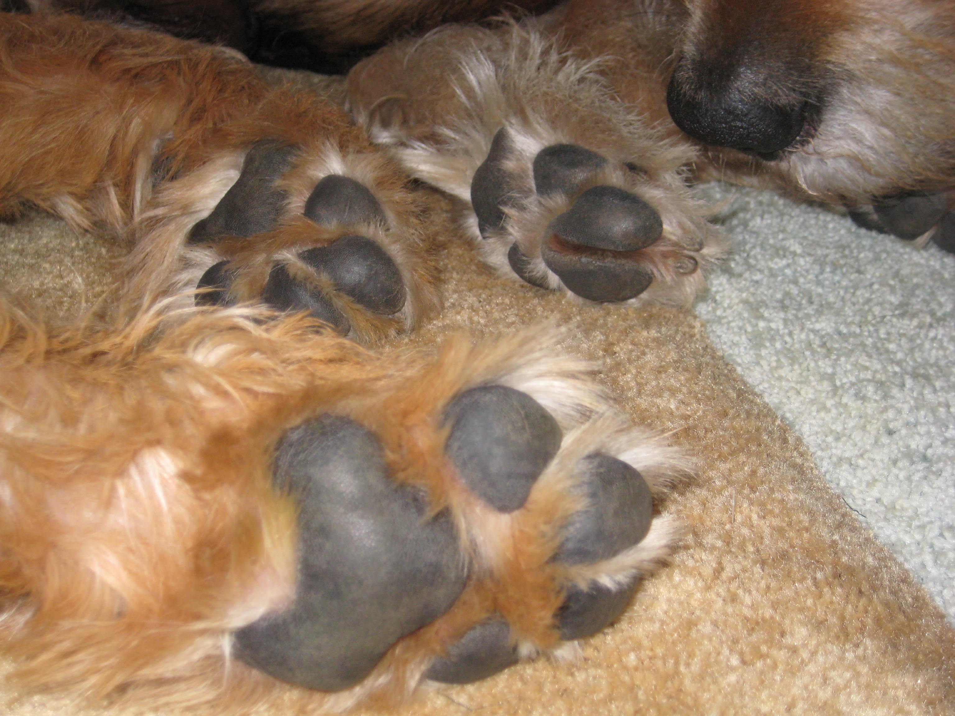 Toe Nails | Blue Fairy Otterhounds