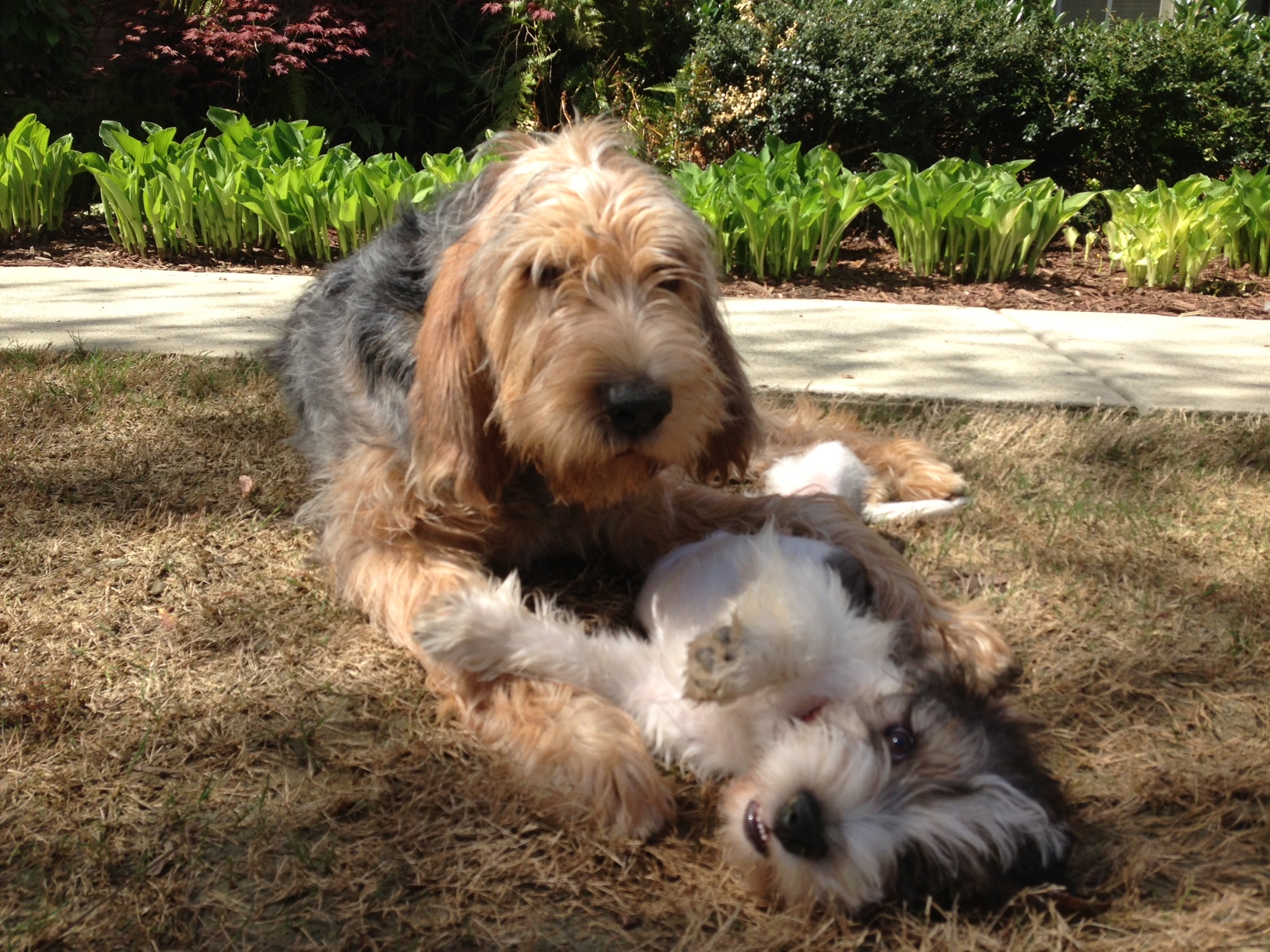 Growing Up Otterhound | Blue Fairy Otterhounds
