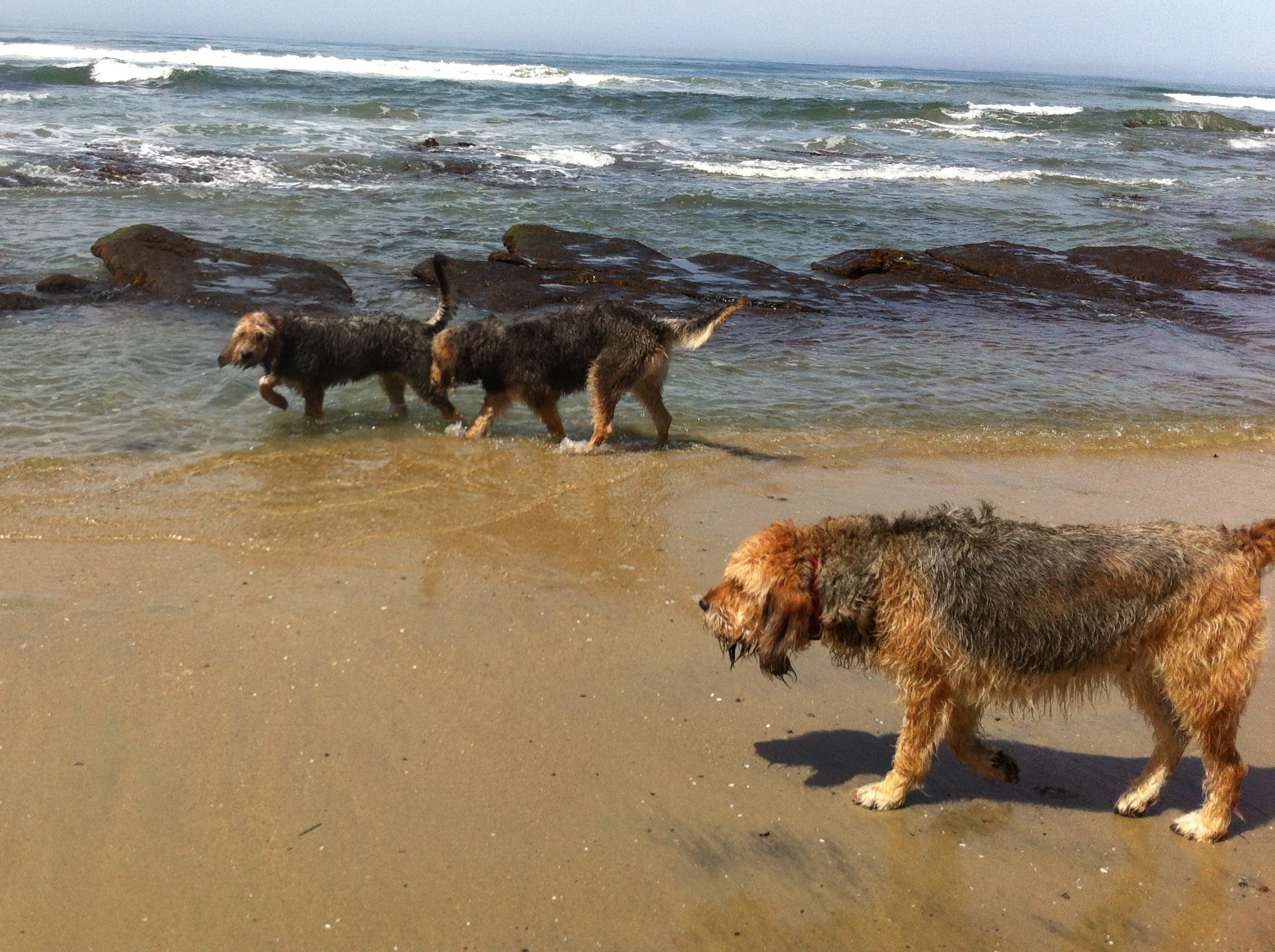 Blue Fairy Hounds 2013 – Leeloo, Phoebe & Bella @ Beach (May 2013 ...