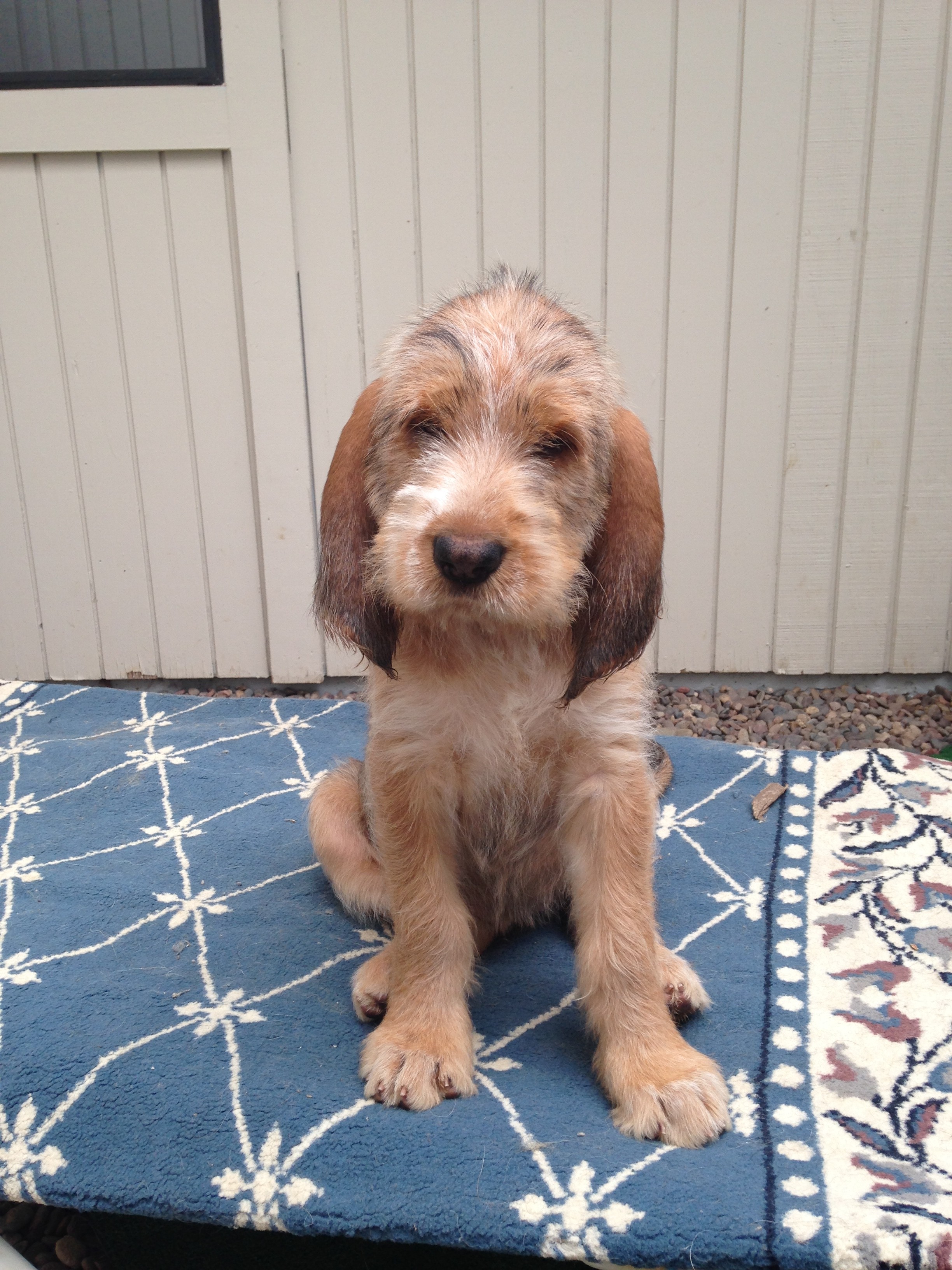 Growing Up Otterhound | Blue Fairy Otterhounds